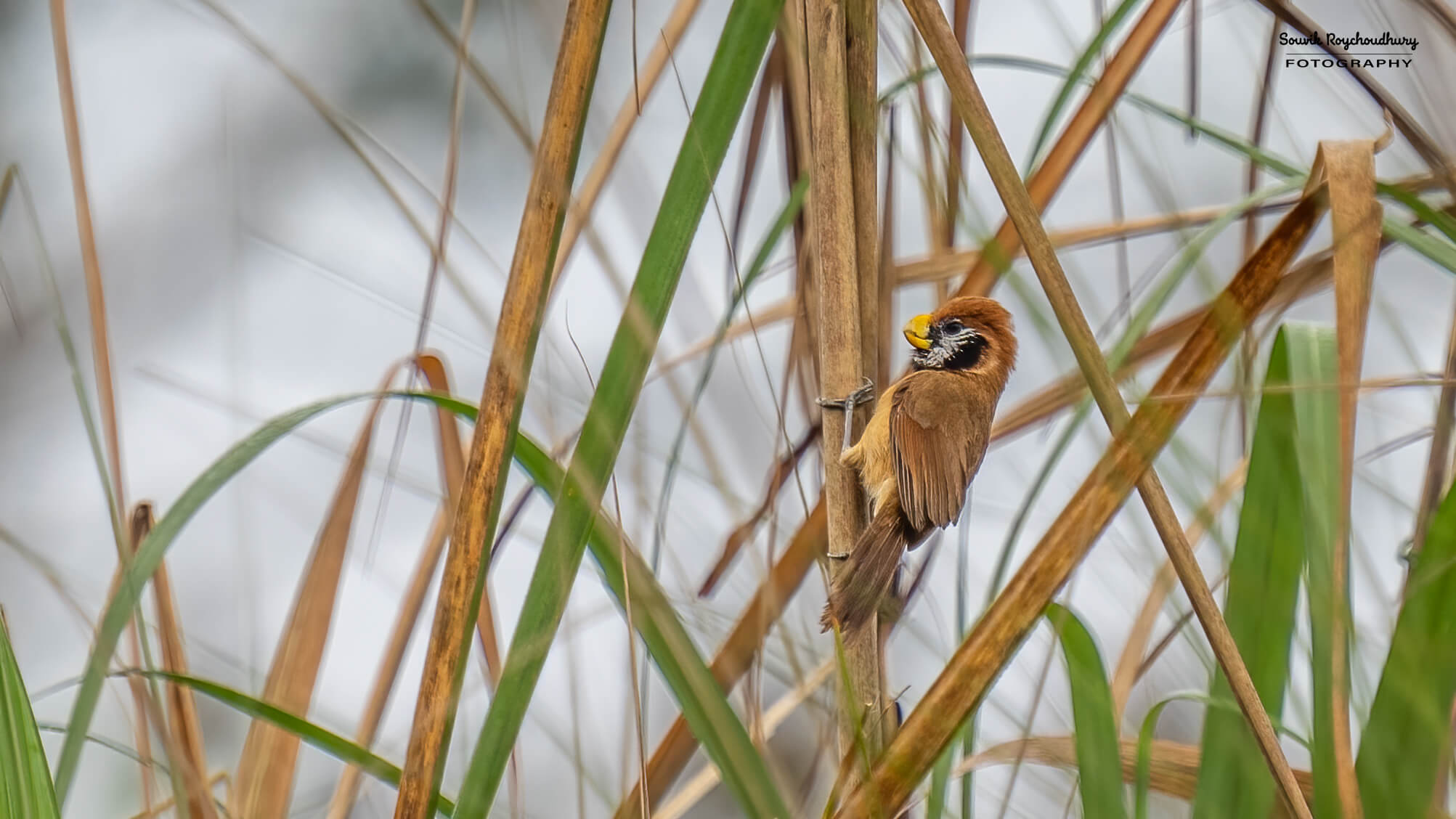 Black breasted Parrotbill